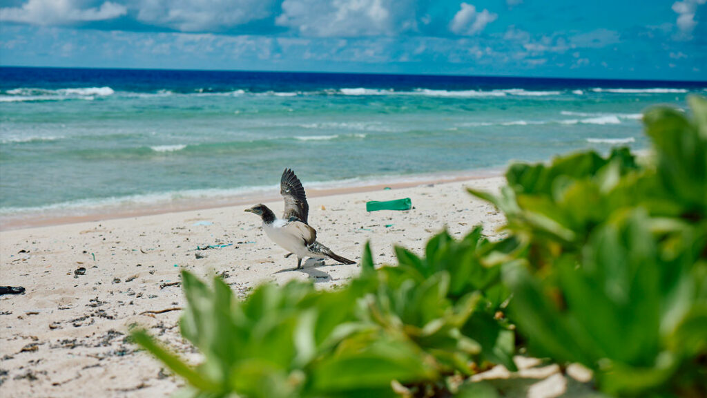 About Henderson Island | 2024 Henderson Island Expedition
